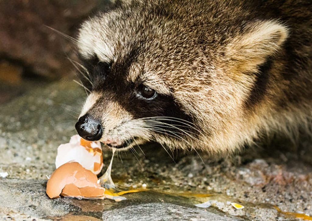 Dos and Don’ts When Protecting Chickens from Predators - Backyard Poultry